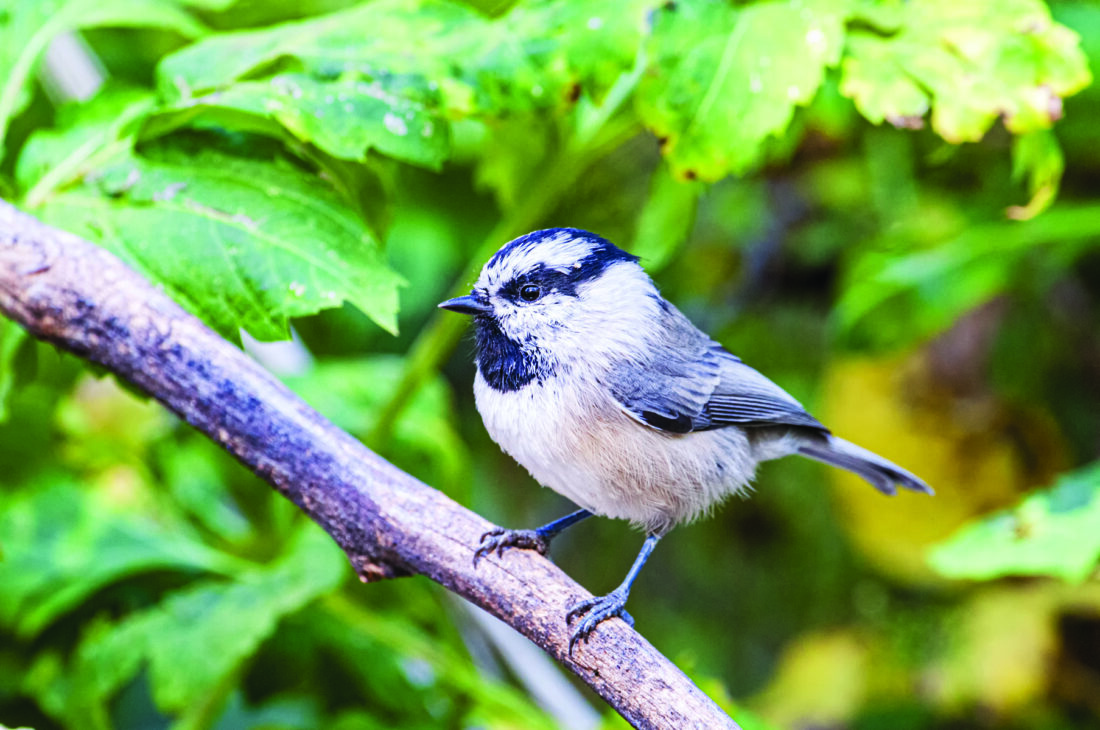 Types of Chickadees in North America - Grit